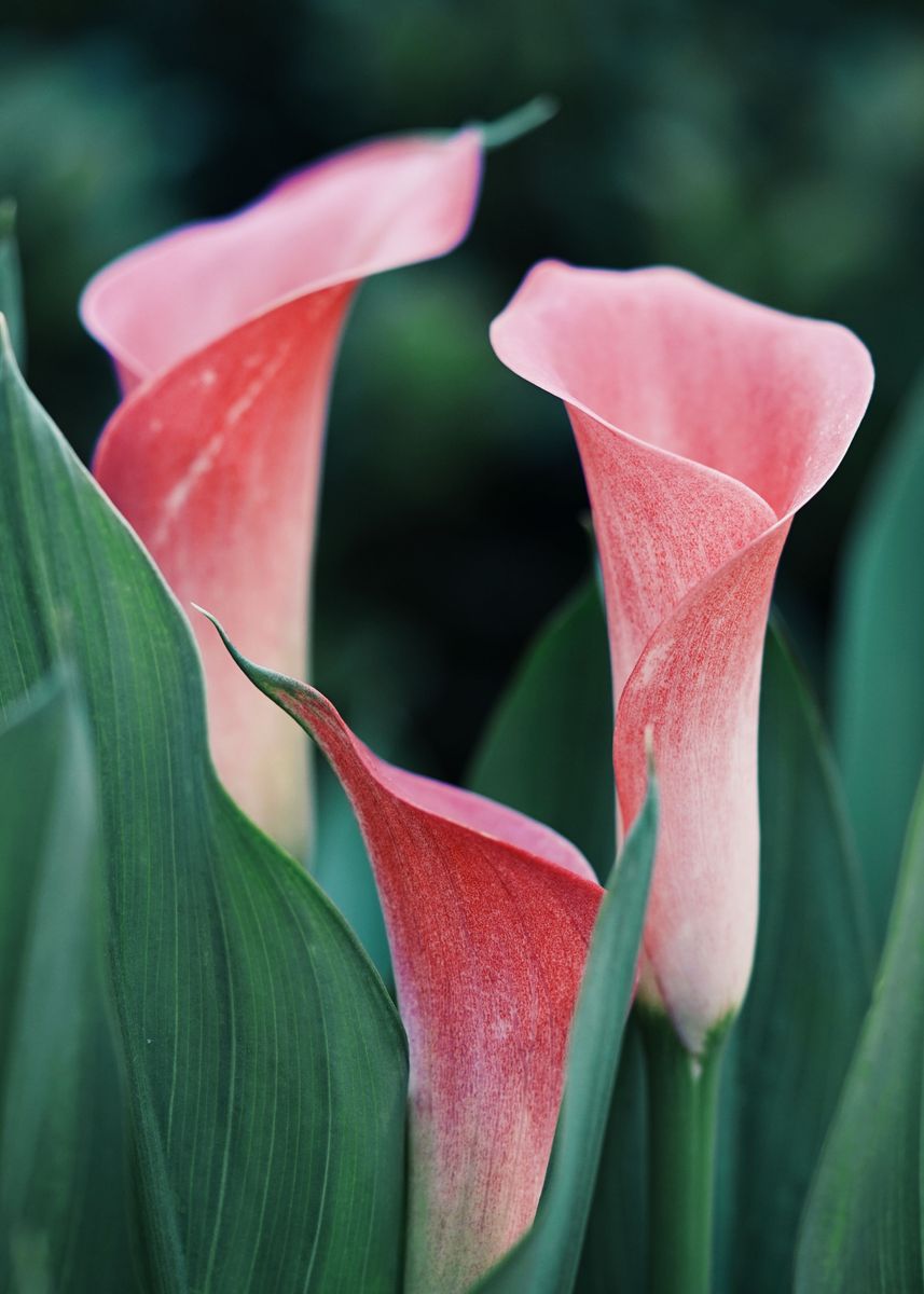 'Calla Lily' Poster, picture, metal print, paint by James Clarke | Displate
