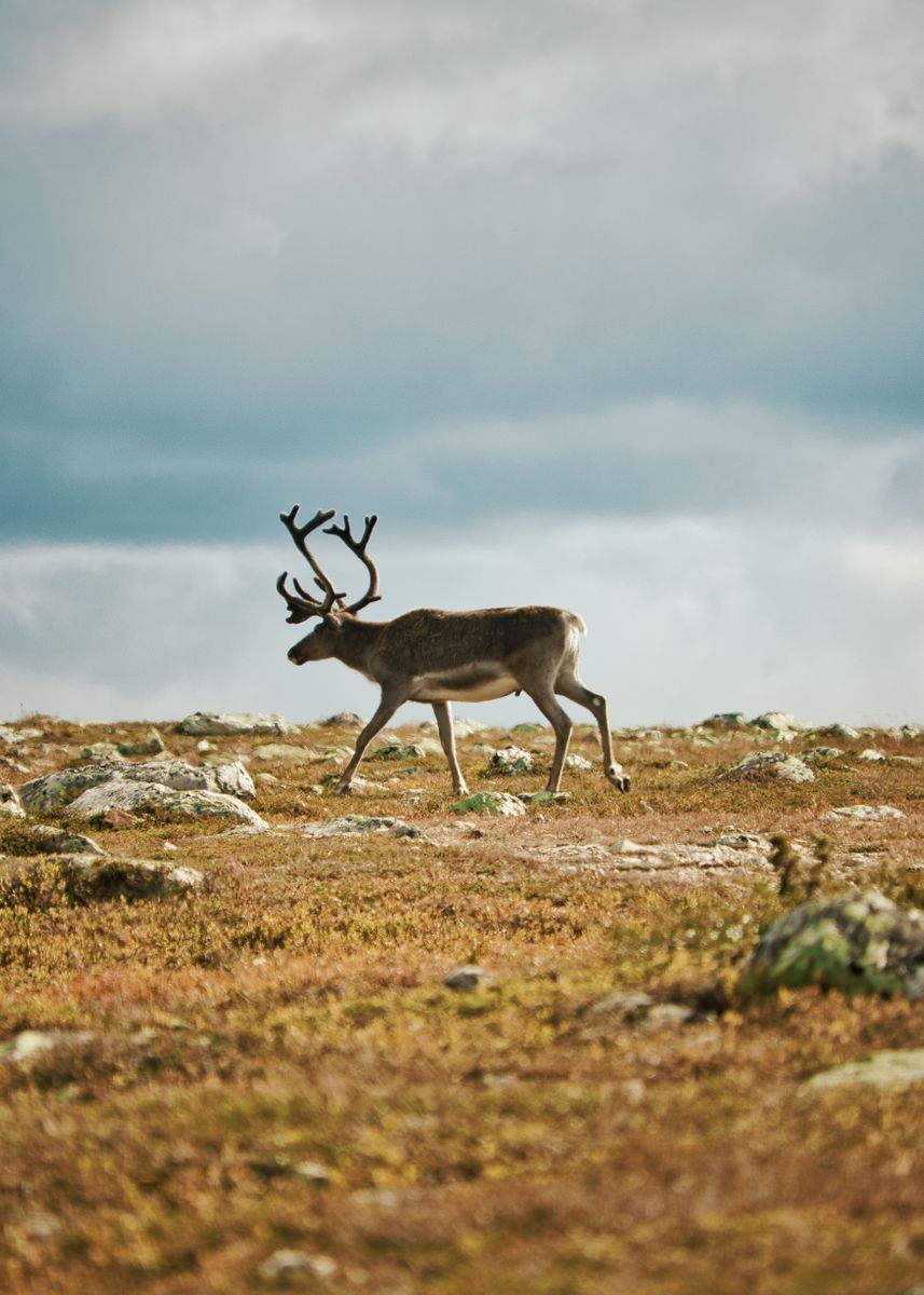'Deer' Poster, picture, metal print, paint by G Design | Displate