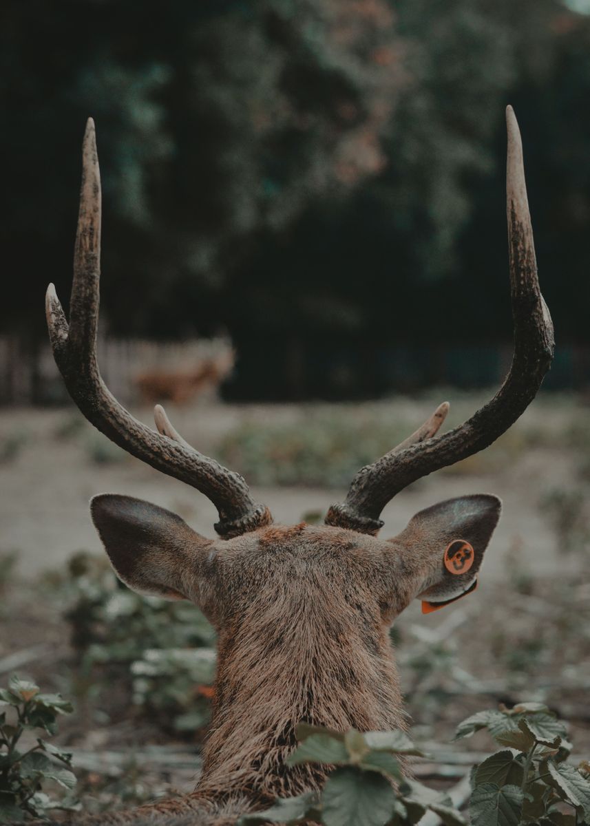 'Deer' Poster, picture, metal print, paint by G Design | Displate