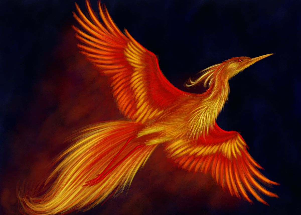 'fire bird Phoenix ' Poster by black parrot | Displate