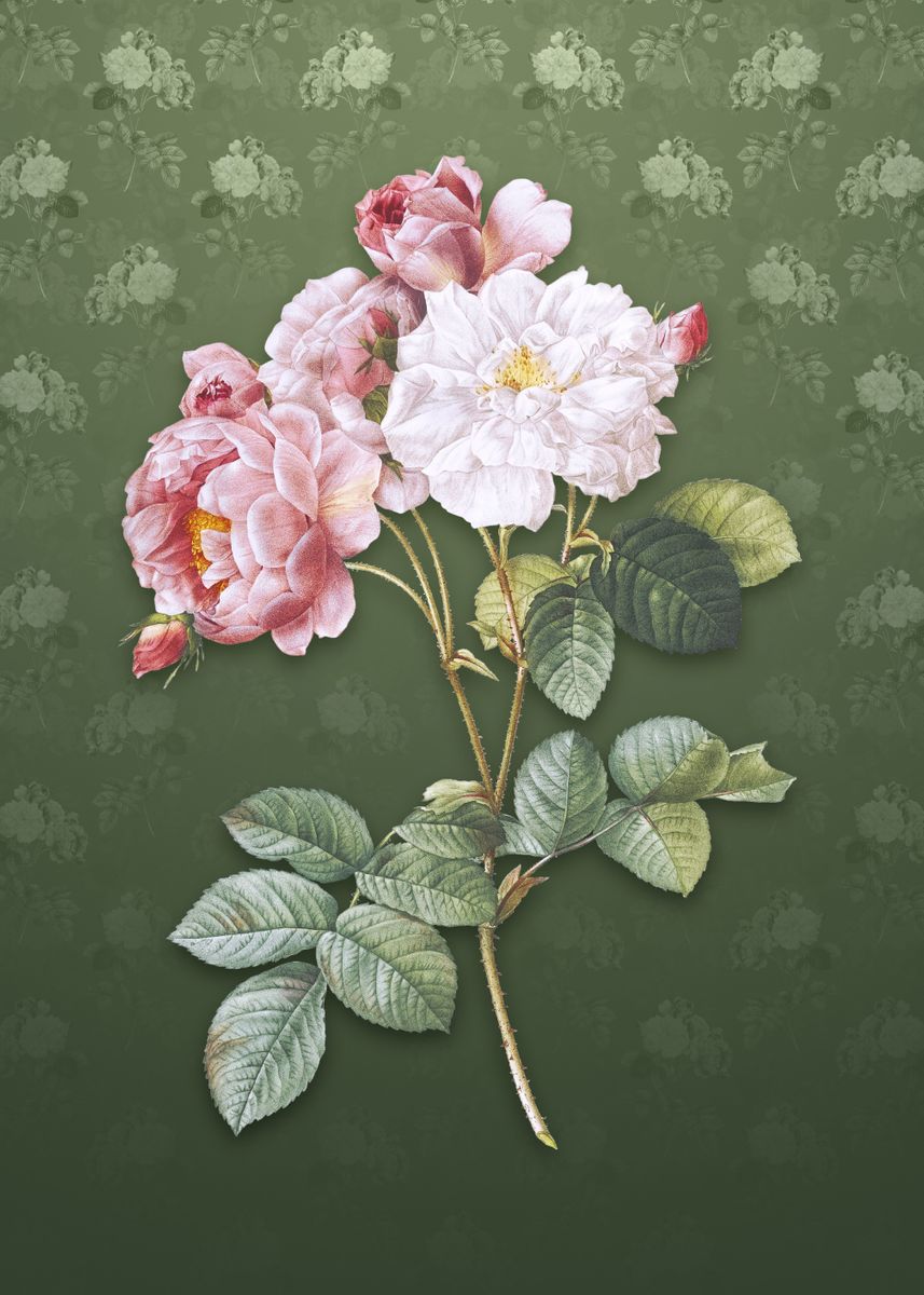 'Vintage Pink Damask Rose' Poster by Holy Rock Design | Displate