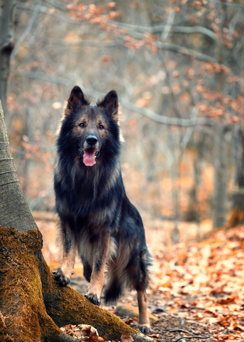 'German Shepherd in autumn' Poster, picture, metal print, paint by ...