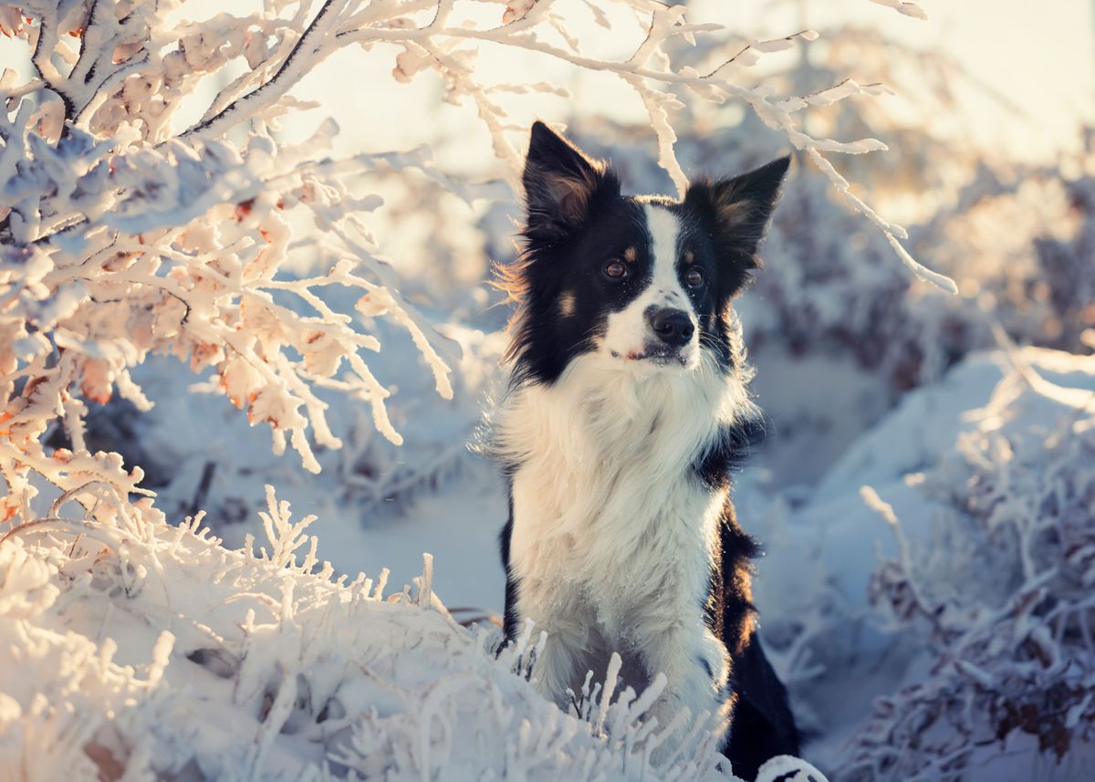 'Border collie dog ' Poster by anettastar | Displate