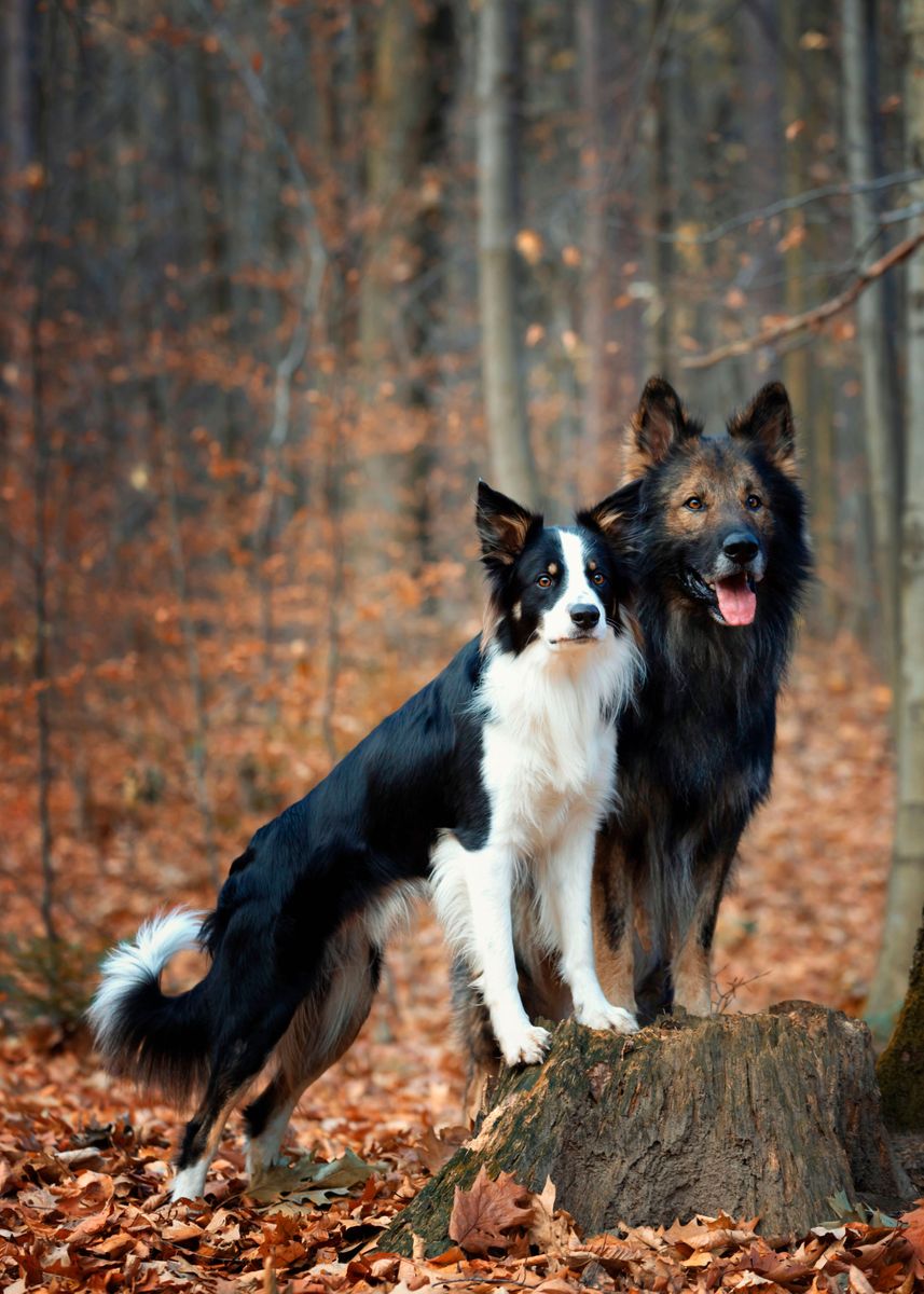 'Purebred dogs in forest' Poster by anettastar | Displate
