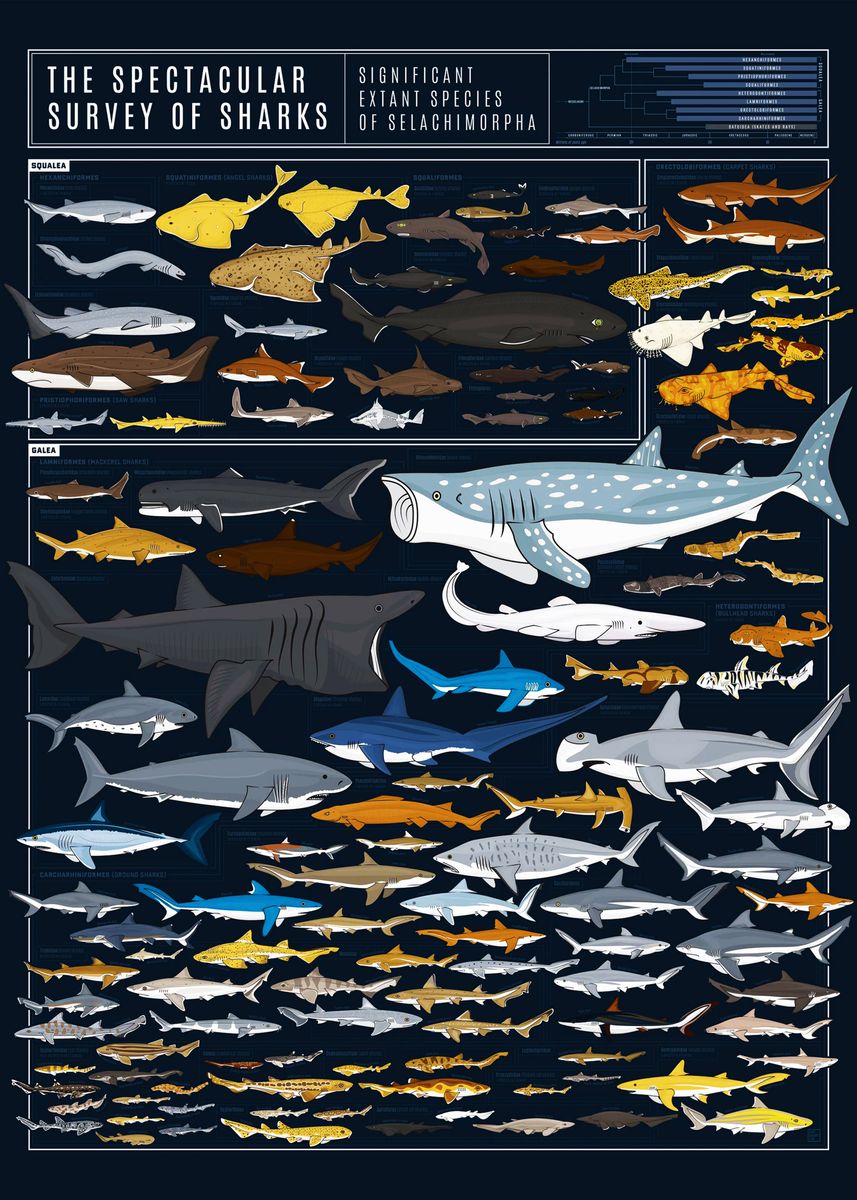 'Types of Sharks' Poster, picture, metal print, paint by Indra ...