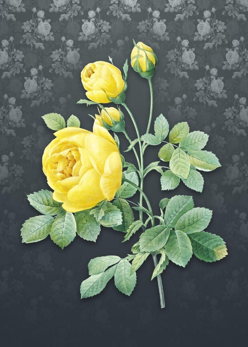 'Vintage Yellow Rose' Poster by Holy Rock Design | Displate