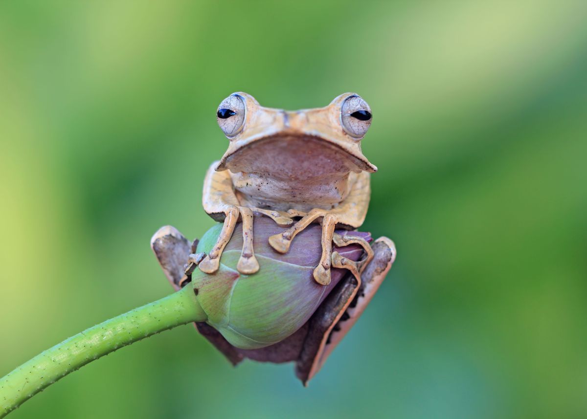 'Frog' Poster by black parrot | Displate