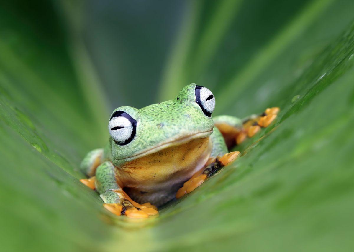 'Frog' Poster by black parrot | Displate