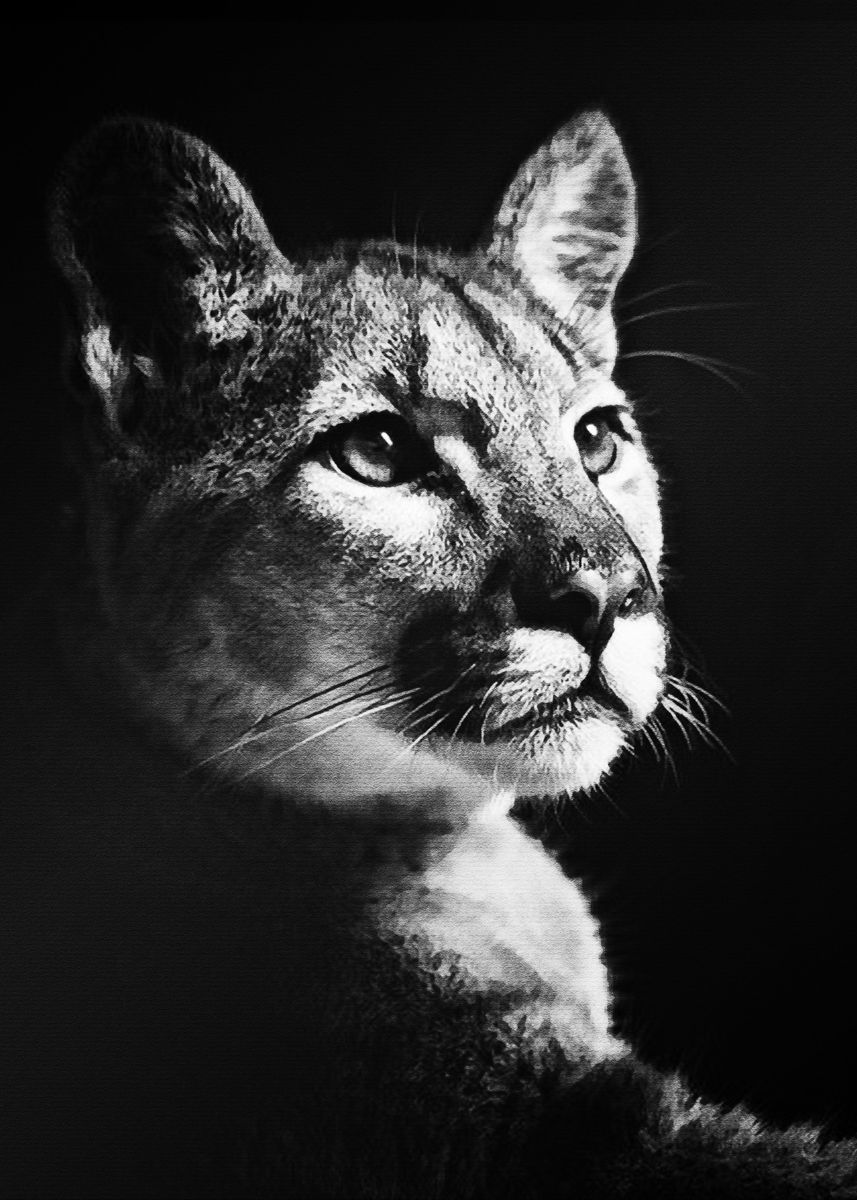 'Black Puma' Poster, picture, metal print, paint by Coffee Design ...