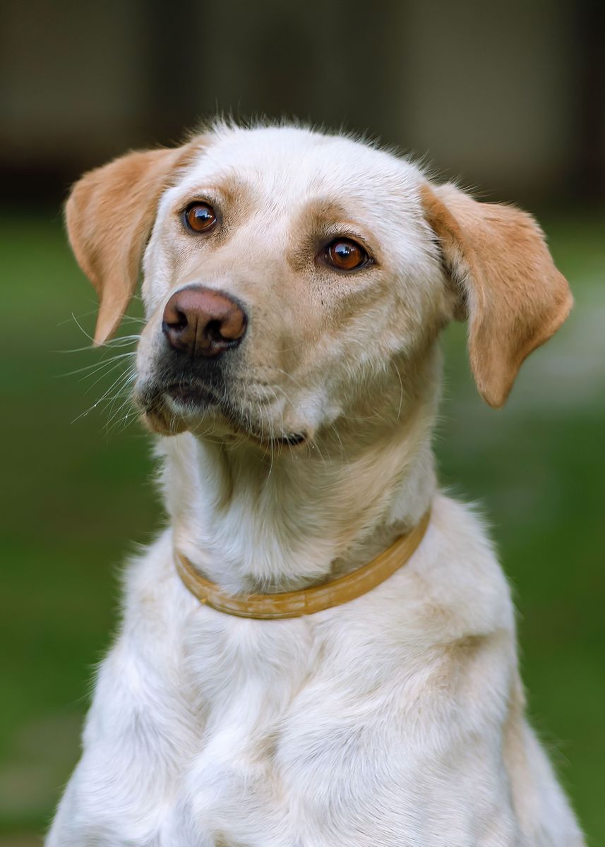 'Dodo dreams' Poster, picture, metal print, paint by Roberto Agostini ...