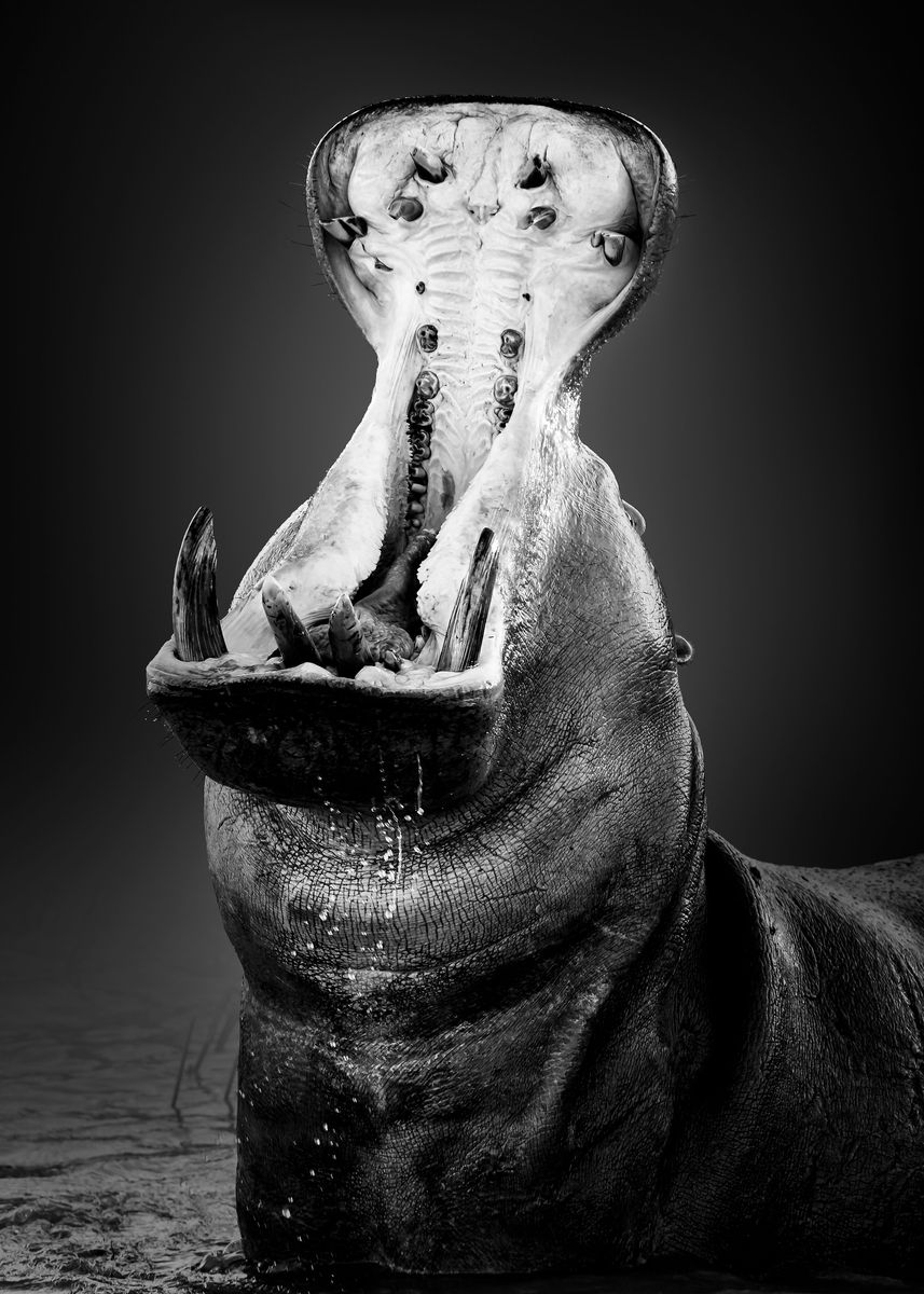 'Hippo open mouth display ' Poster, picture, metal print, paint by ...