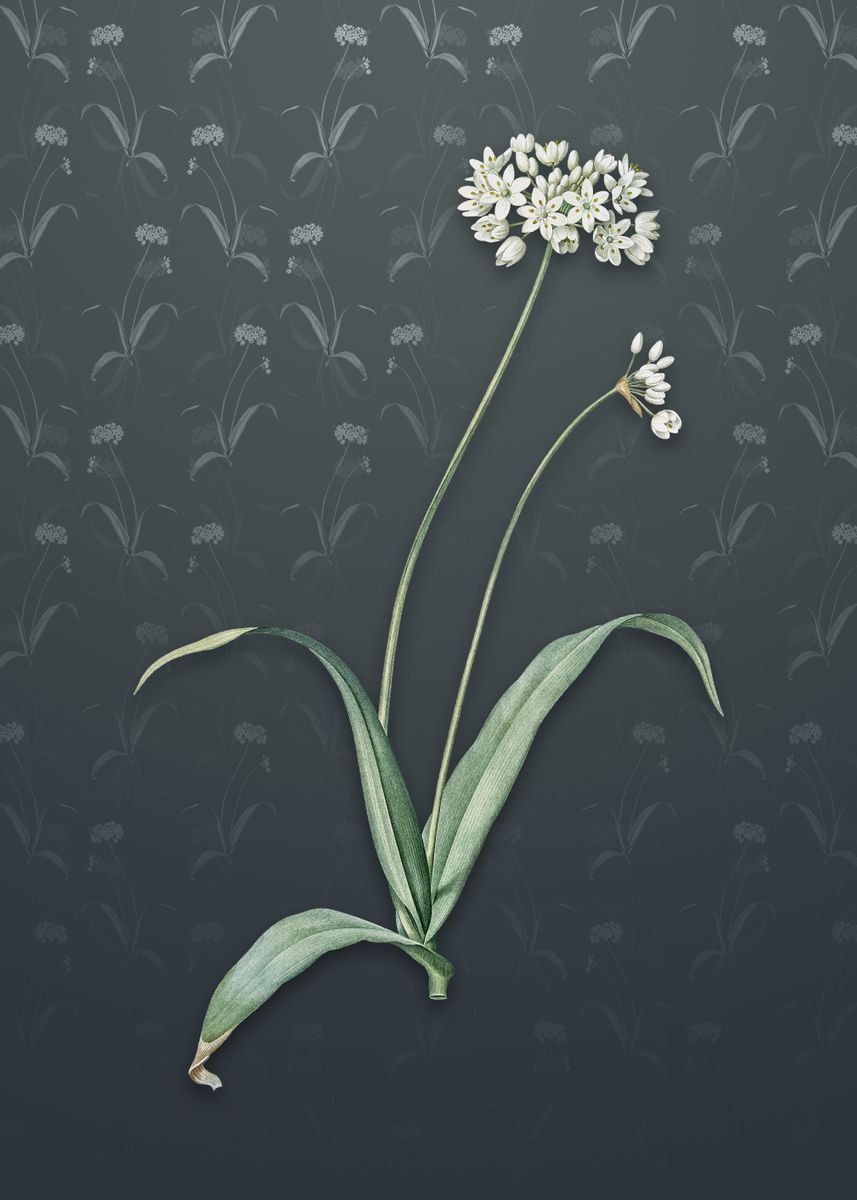 'Vintage Spring Garlic' Poster by Holy Rock Design | Displate