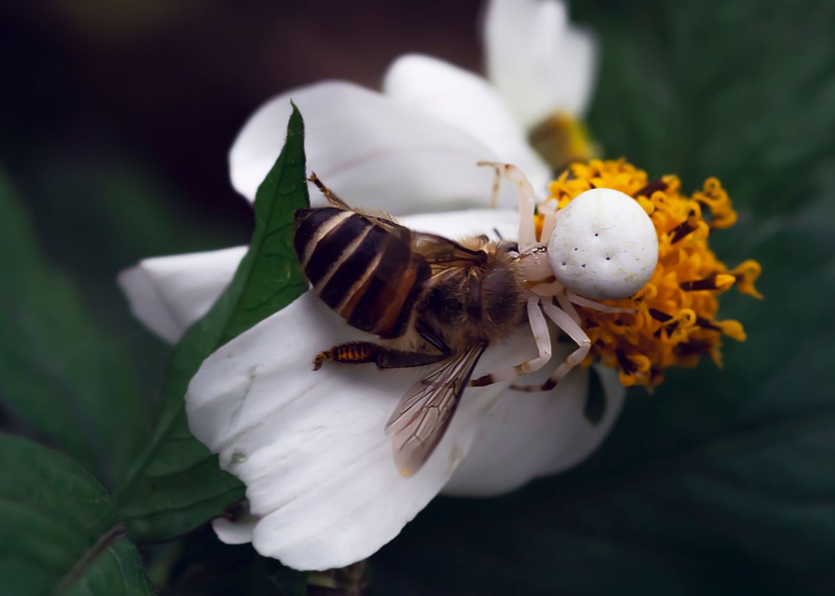'Spiders and bees' Poster by HanPing Tseng | Displate
