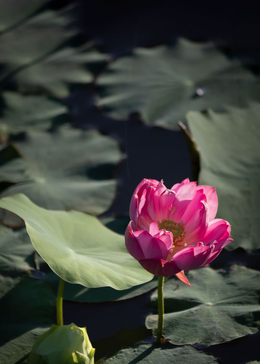 'Light and shadow lotus' Poster by HanPing Tseng | Displate
