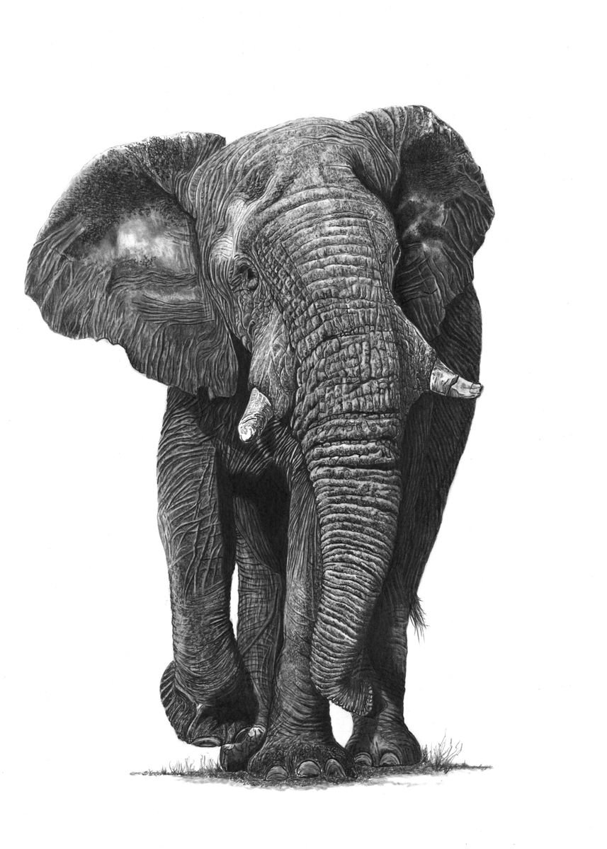 'Nelly' Poster, picture, metal print, paint by Paul Stowe | Displate