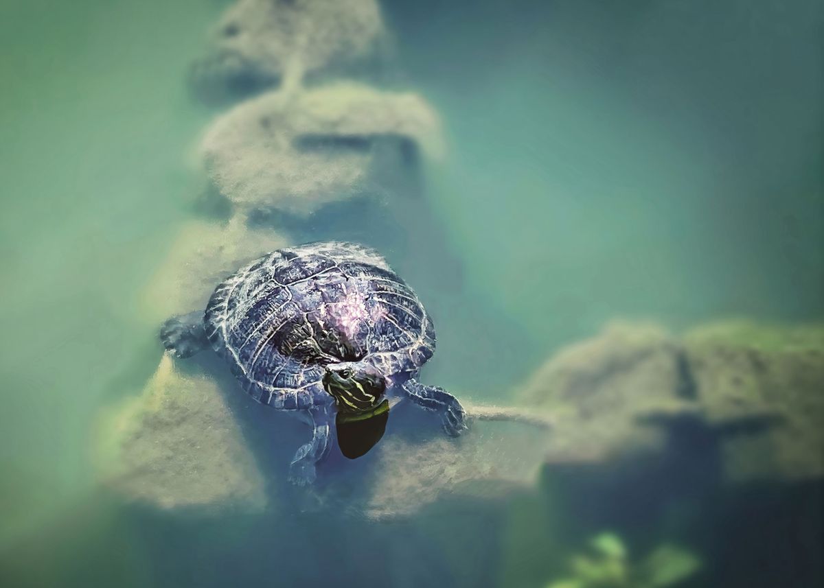 'Turtle on the rocks' Poster by Stephen Bredenkamp | Displate