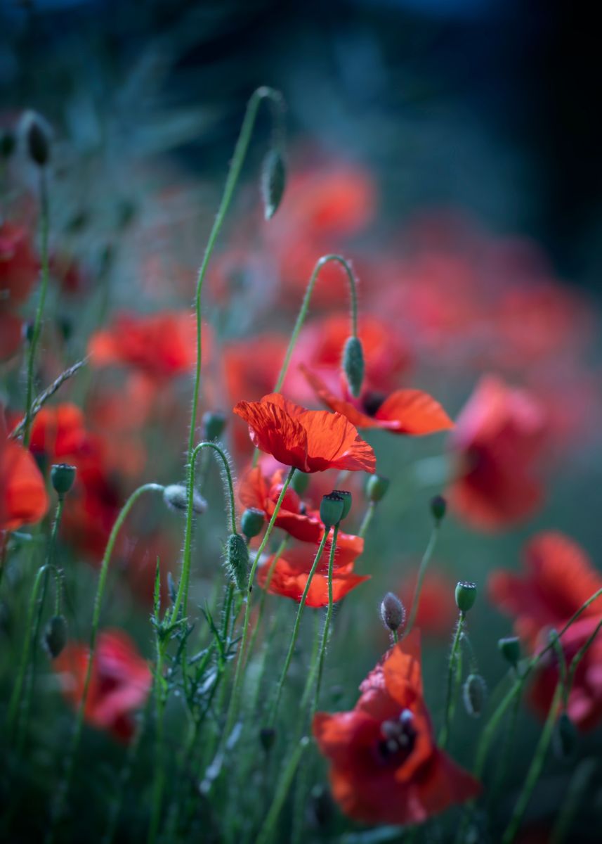 'Summer meadow, red poppies' Poster, picture, metal print, paint by ...