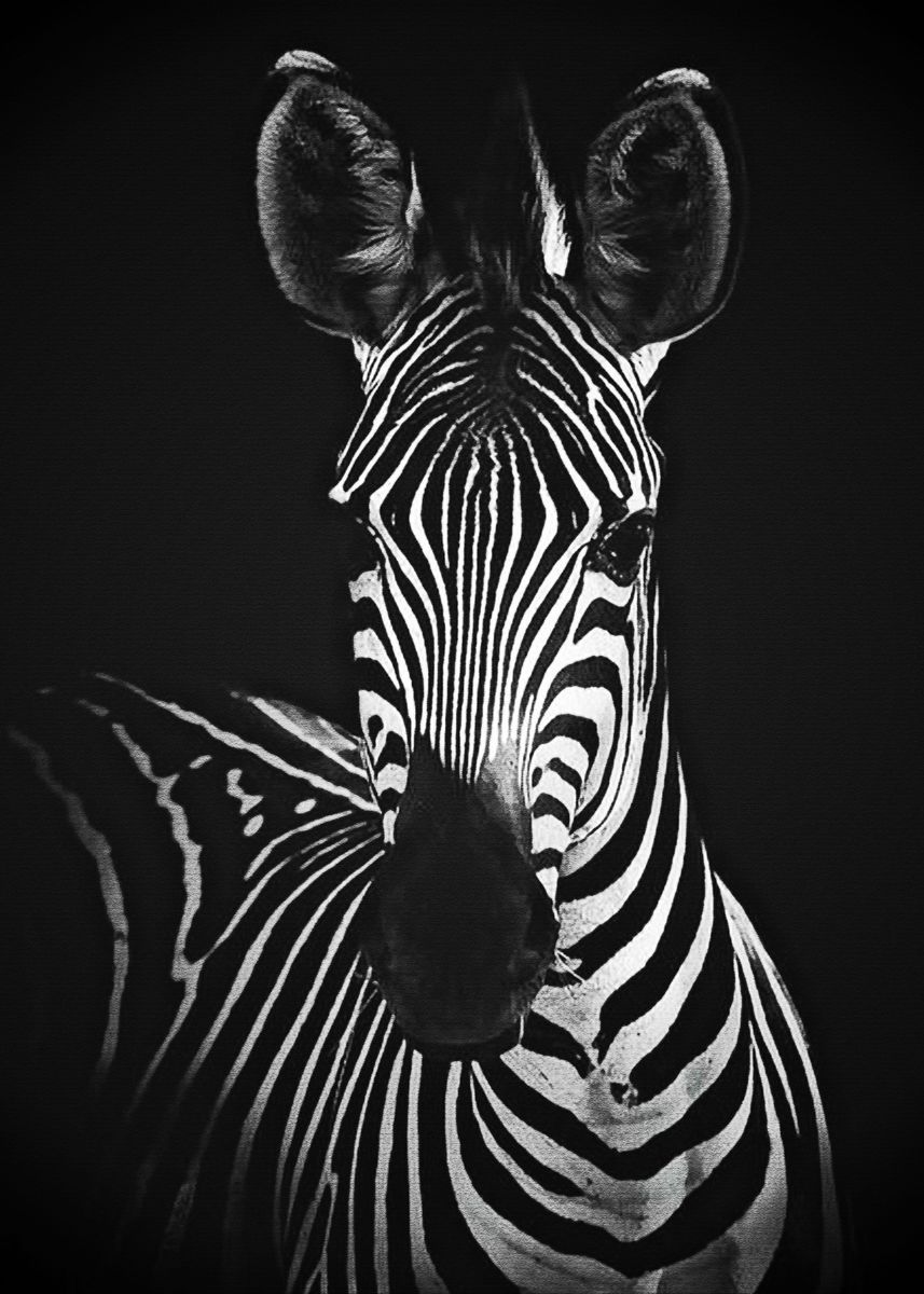 'Black Zebra' Poster, picture, metal print, paint by Coffee Design ...