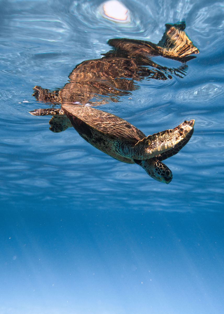 'turtle fly' Poster by Travel Travel | Displate