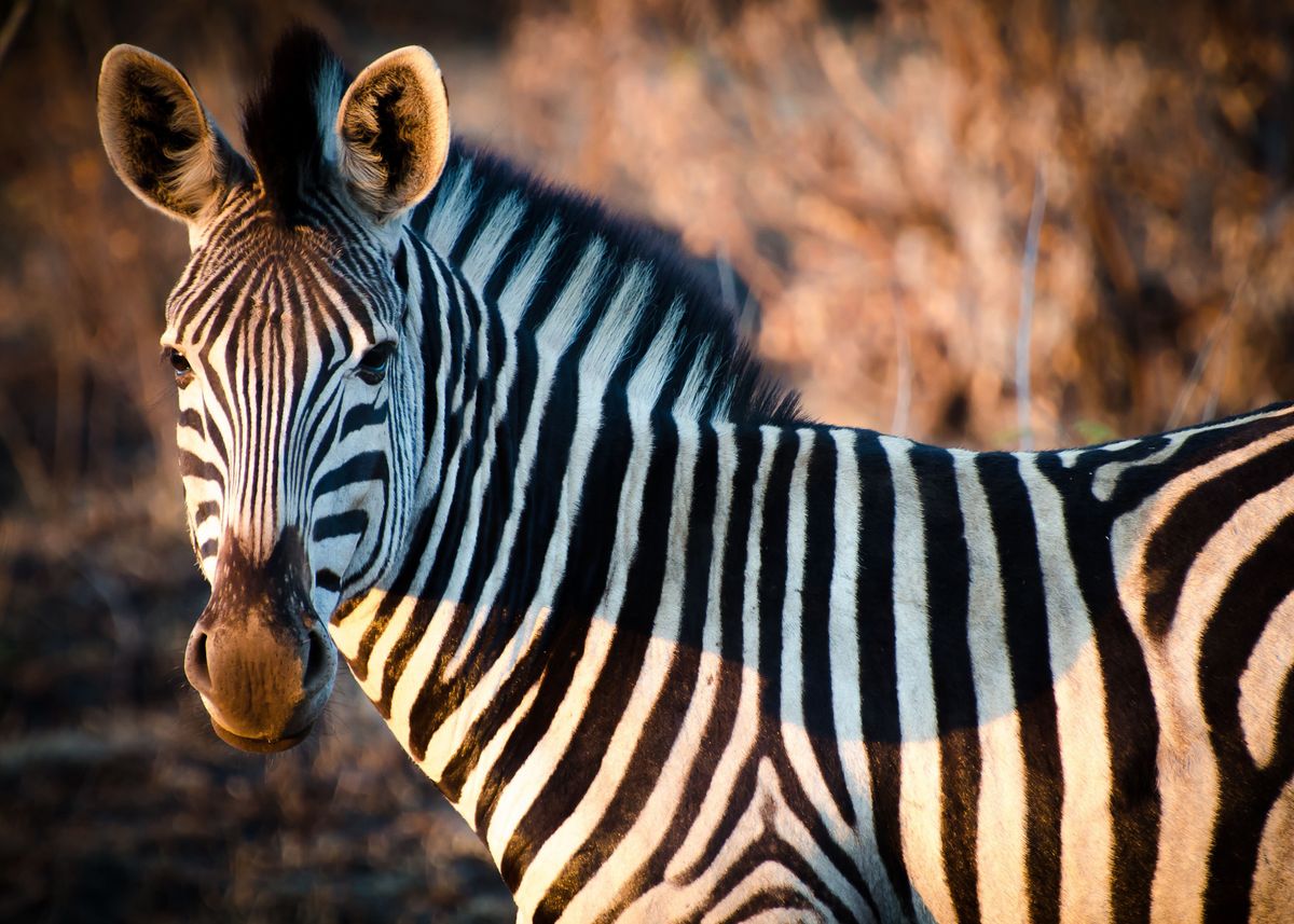 'Animals Zebra Africa Wild' Poster by WorldTravel Displate Art | Displate