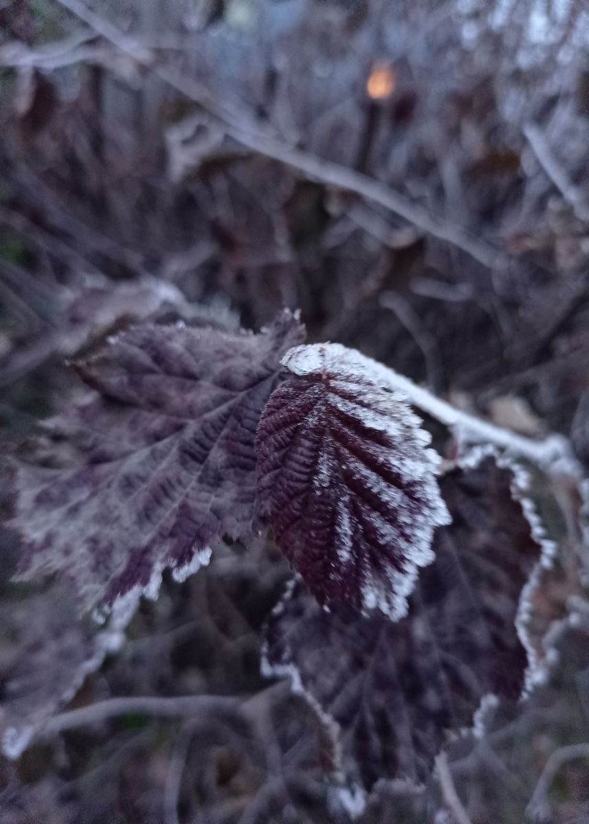 'frosted leaf' Poster, picture, metal print, paint by Aida Czyrnek ...