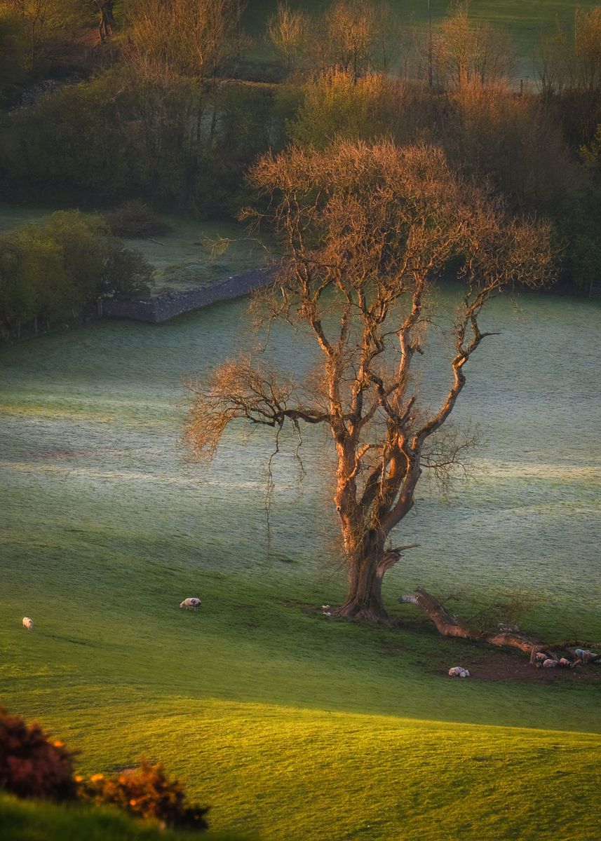 'Scenic lonely tree' Poster, picture, metal print, paint by Kanstantsin ...