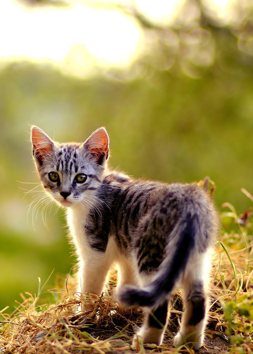 'cat' Poster by Dark Phoenix | Displate