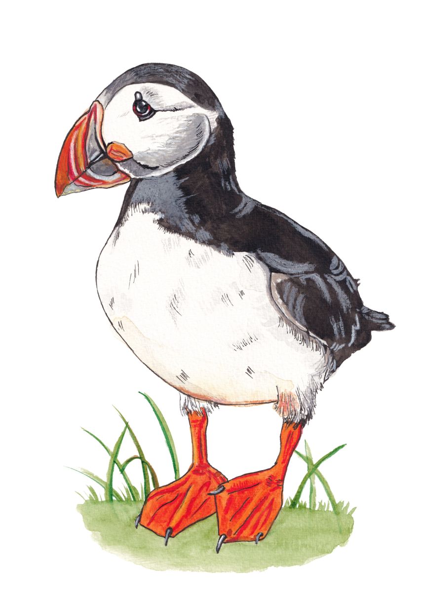 'Poppy the puffin' Poster, picture, metal print, paint by Robyn Heath ...