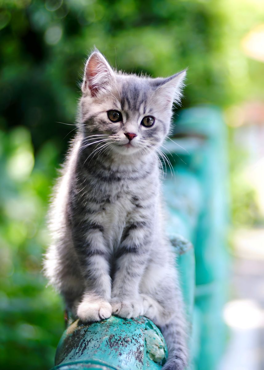 'cat' Poster, picture, metal print, paint by Dark Phoenix | Displate