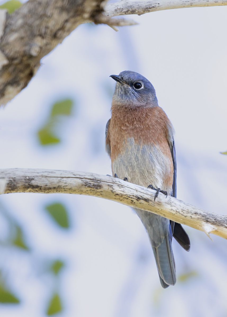 'spring bird' Poster, picture, metal print, paint by Travel Travel ...