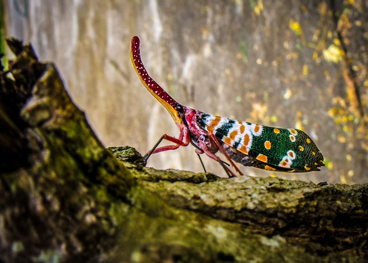 'five colored insects' Poster by MrNguyen HaTang | Displate