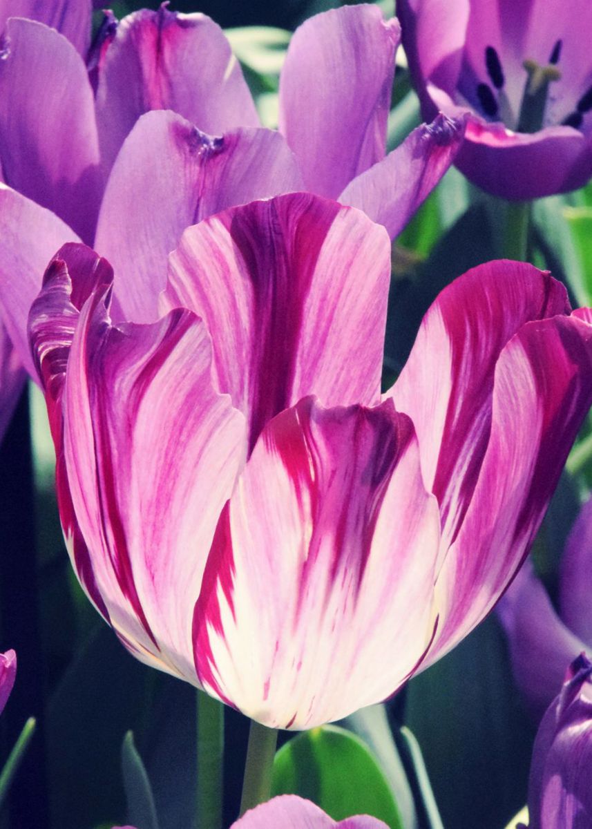 'Purple Tulips' Poster, picture, metal print, paint by Juliana RW ...