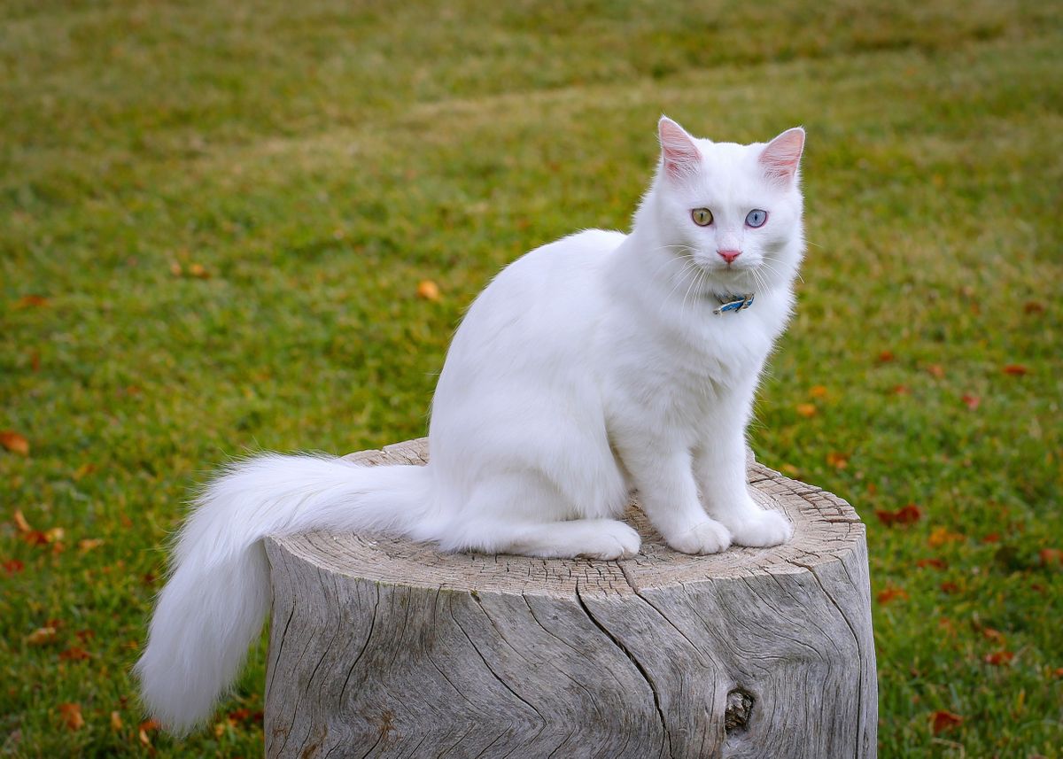 'cat' Poster by Dark Phoenix | Displate