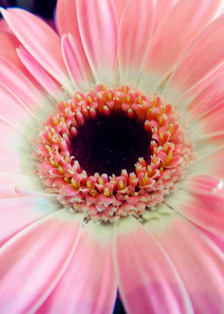 'Close up Pink Gerbera' Poster, picture, metal print, paint by Juliana ...