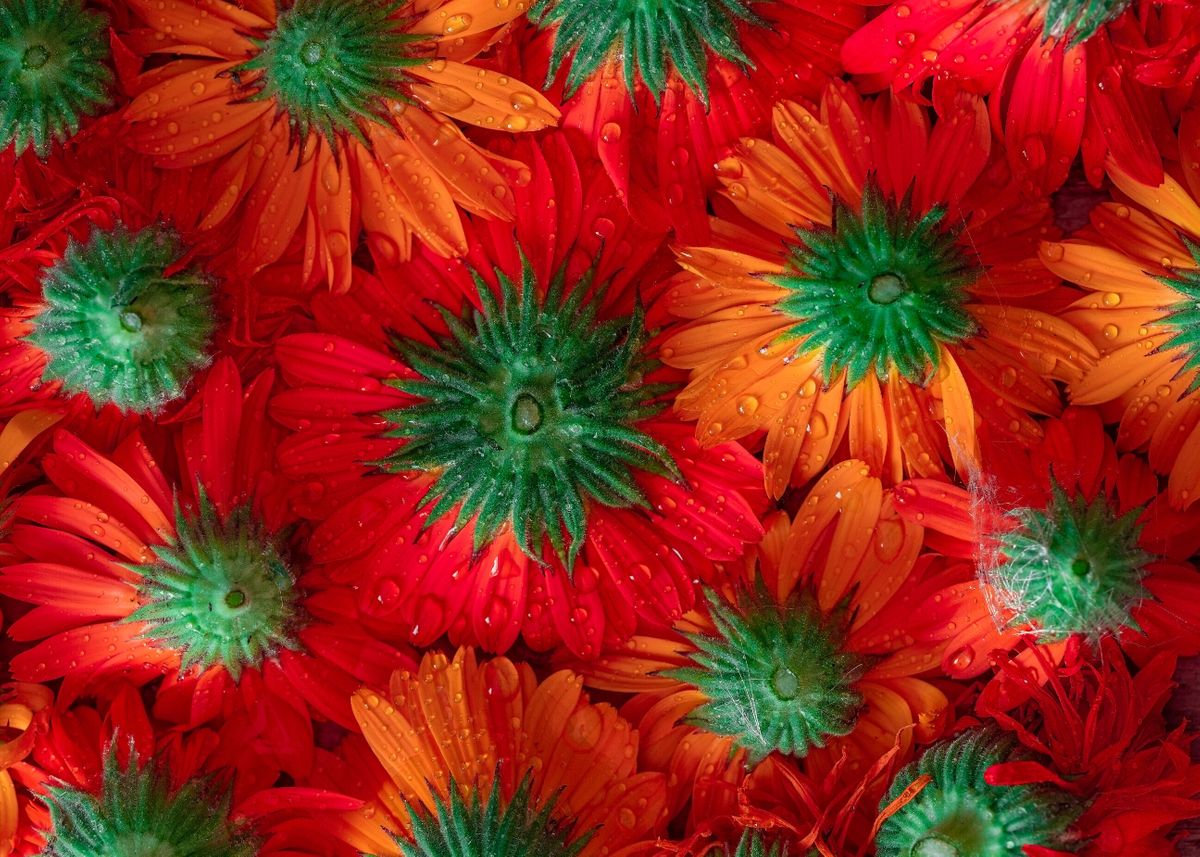 'Red flowers' Poster by MalCinga | Displate