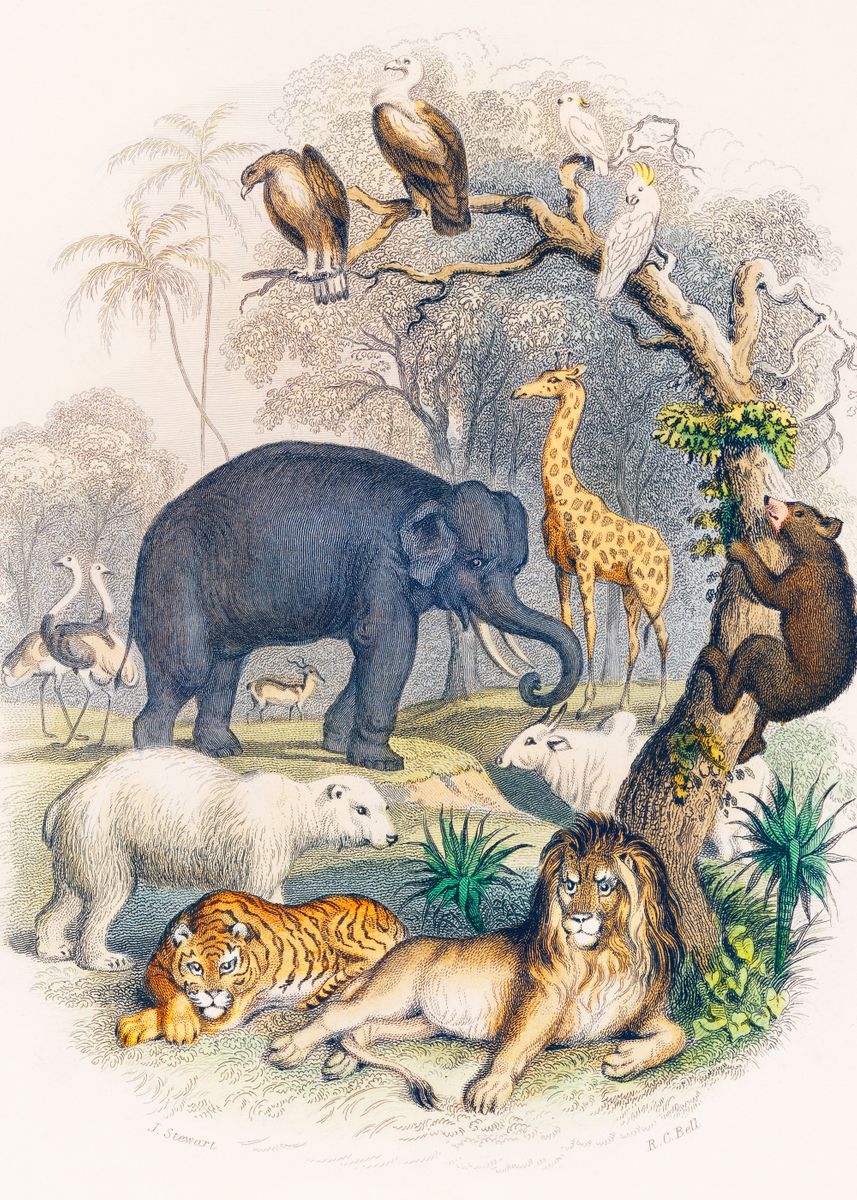 'Animal' Poster, picture, metal print, paint by Anime59 Art70 | Displate