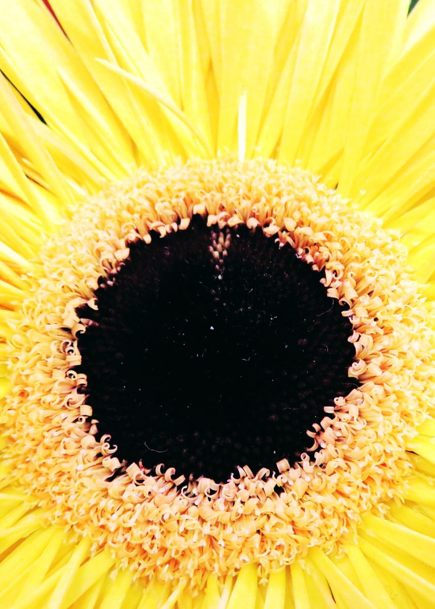 'Closeup Yellow Germini' Poster by Juliana RW | Displate