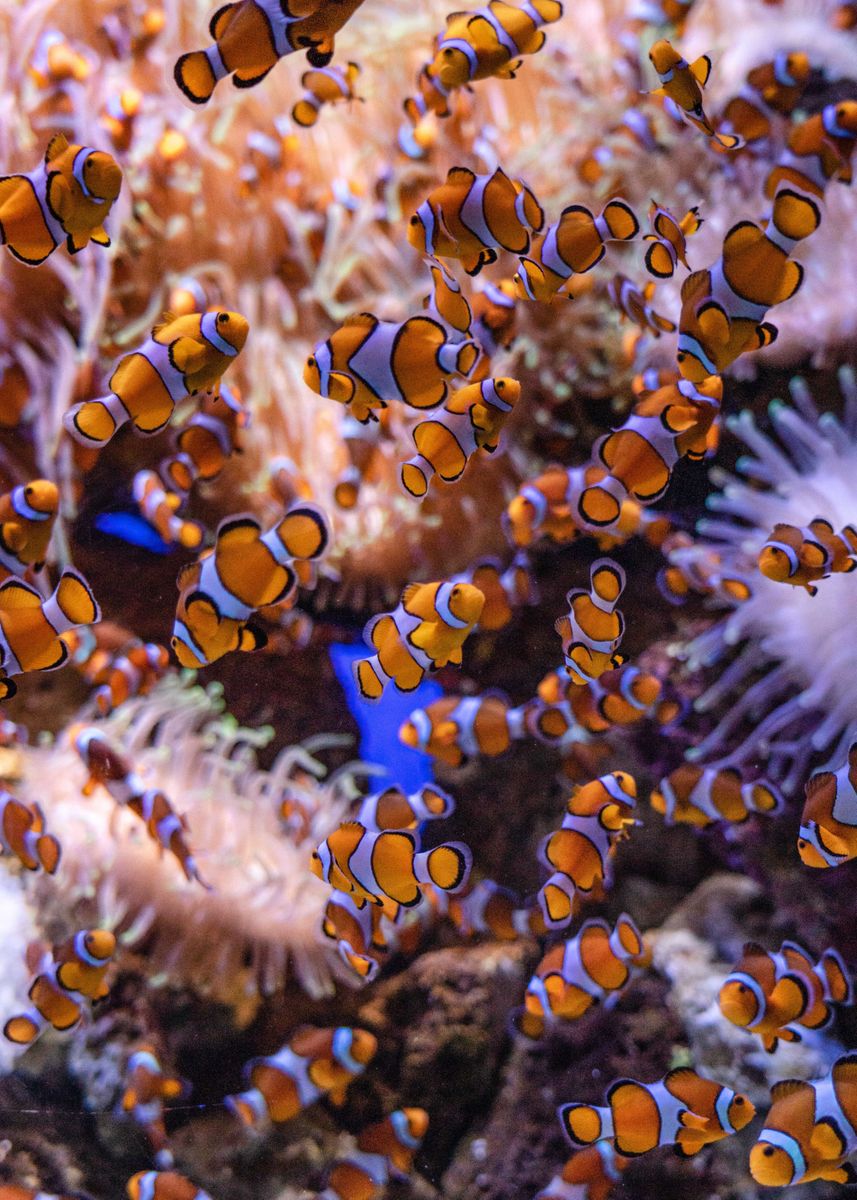 'Lots of clown fish' Poster, picture, metal print, paint by Artistic ...