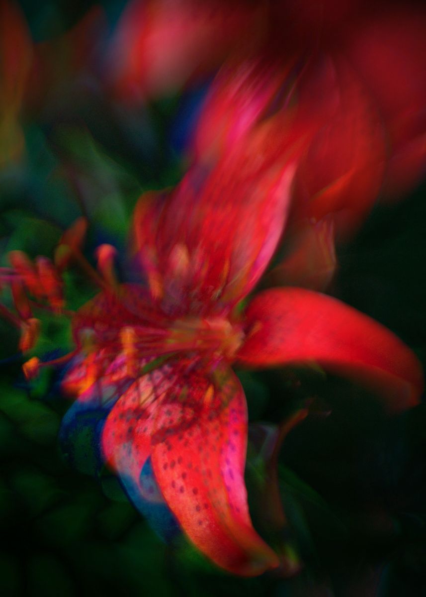 'Dark lily' Poster, picture, metal print, paint by Larisa Siverina ...