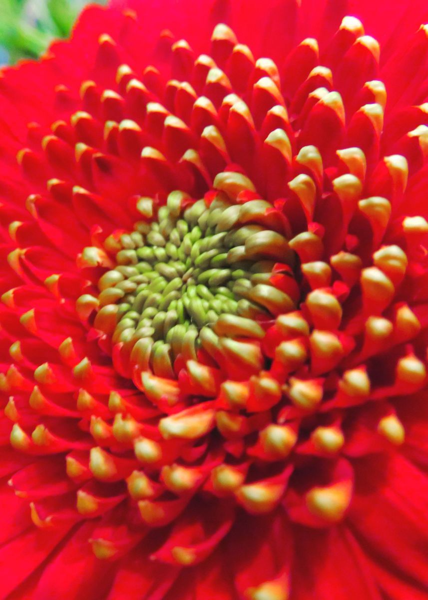 'Close up Red Gerbera' Poster, picture, metal print, paint by Juliana ...