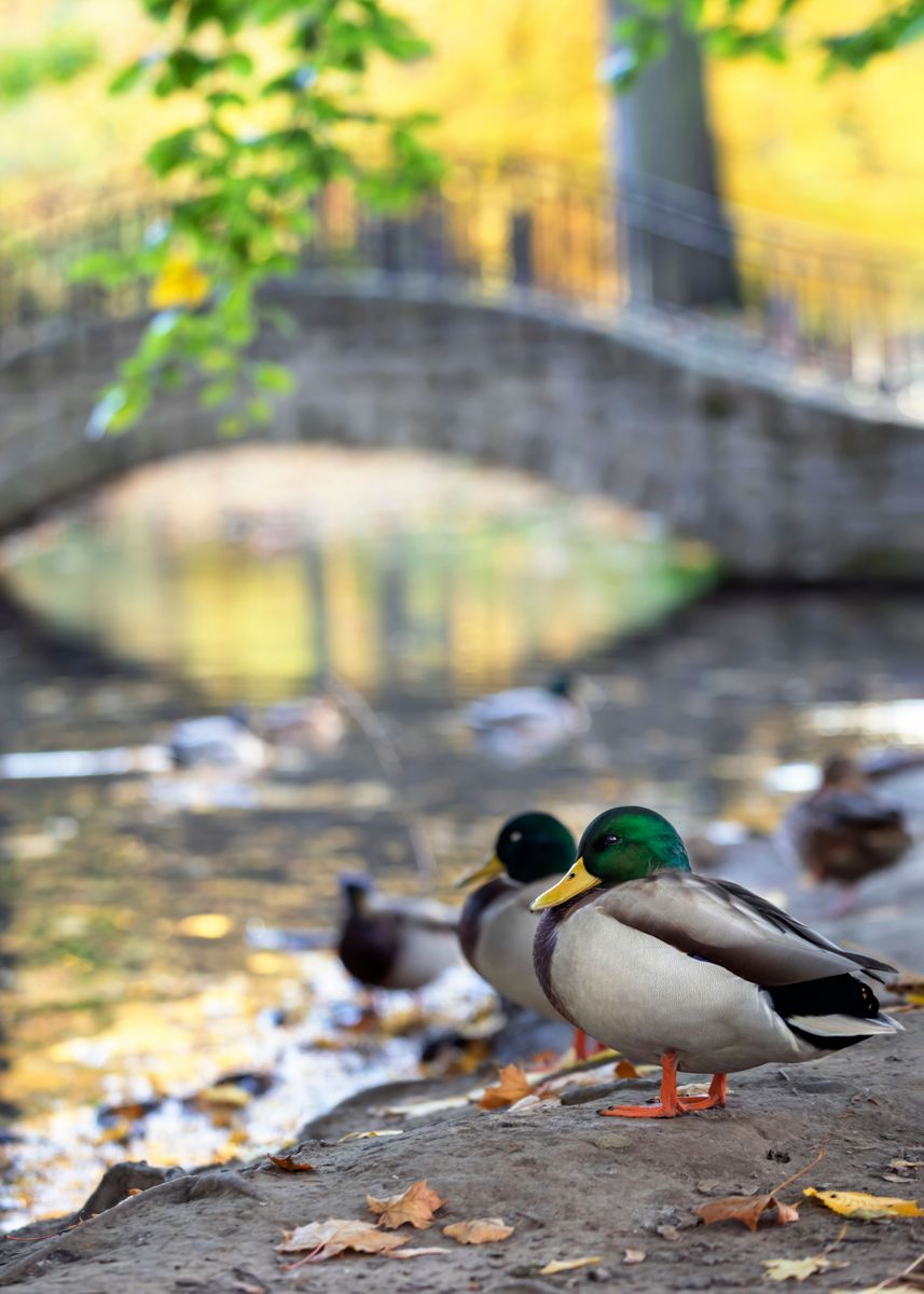 'Wild ducks in autumn park' Poster, picture, metal print, paint by ...