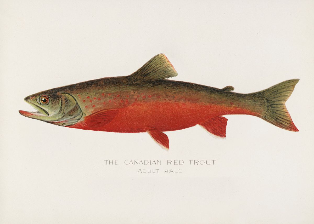'Canadian Red Trout' Poster by crbn design | Displate