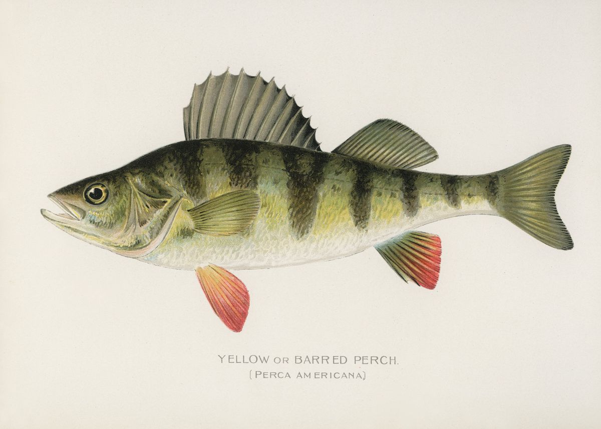 'Yellow or Barred Perch ' Poster by crbn design | Displate