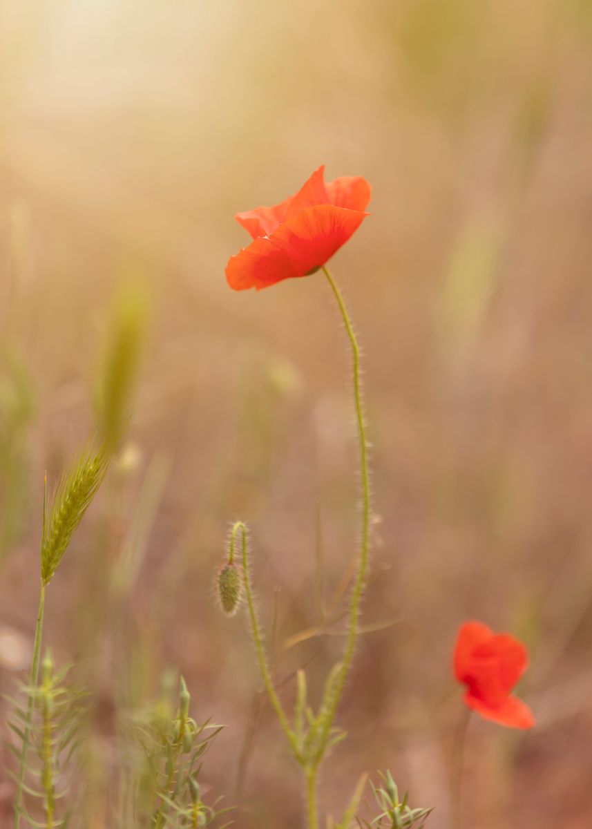 'Field poppies posters' Poster by anettastar | Displate