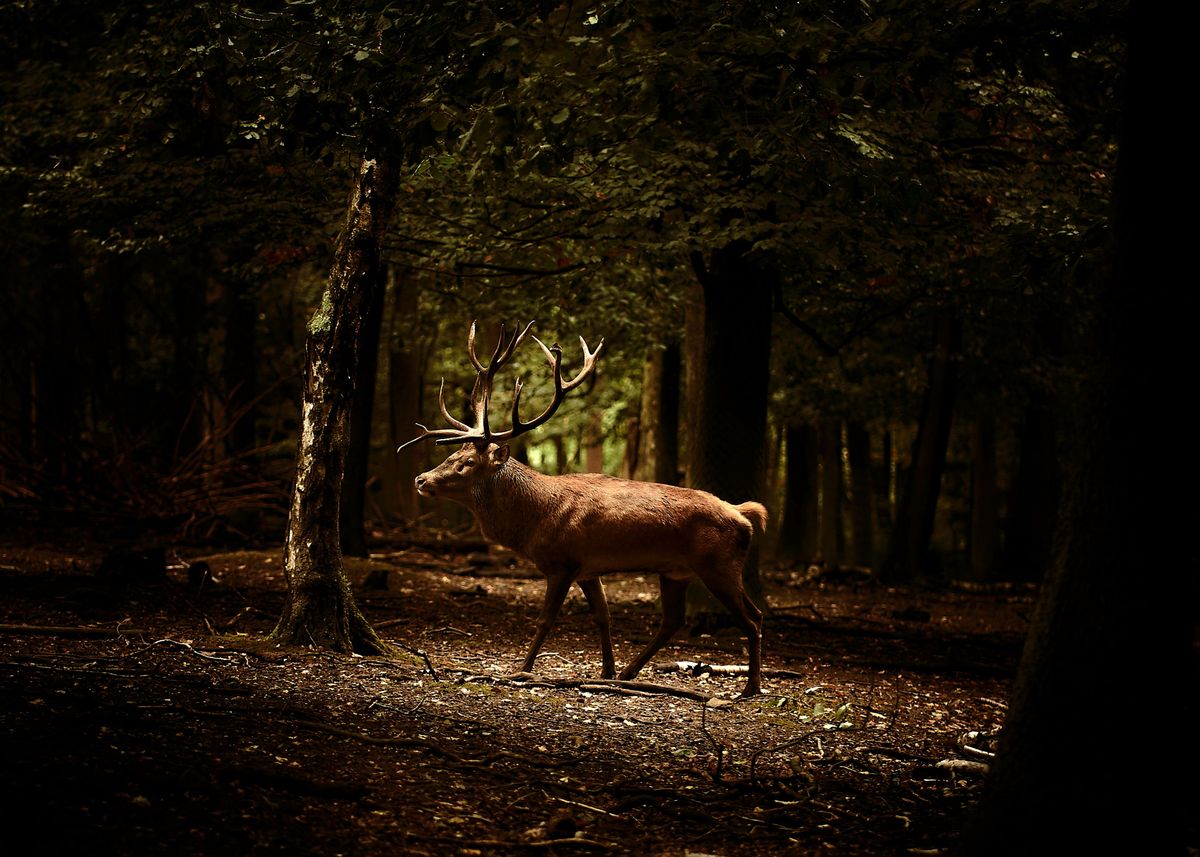'Red Stag' Poster by Purple Haze | Displate