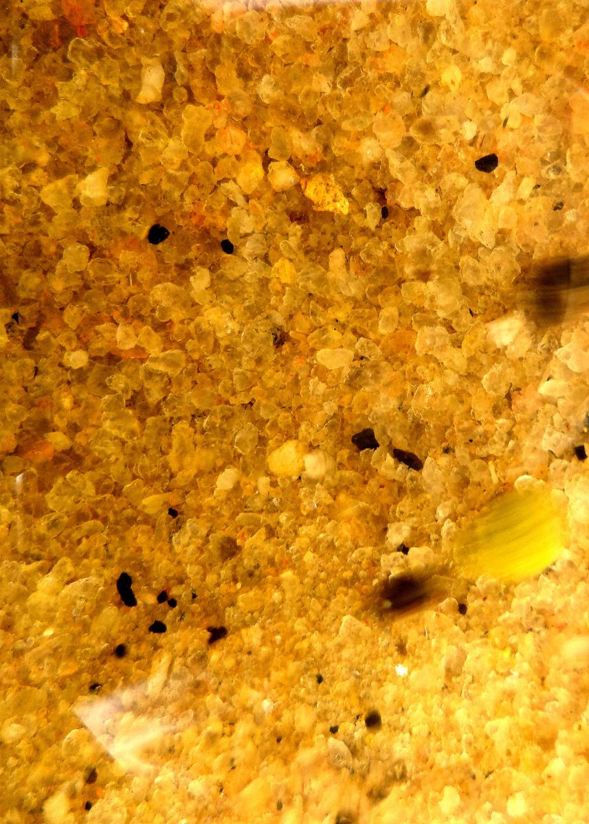 'Deep Ocean Gold 3' Poster, picture, metal print, paint by Daniel ...