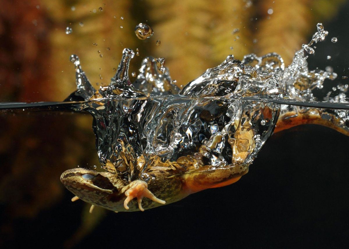 'SALAMANDER' Poster by PENGDUA XYZ | Displate