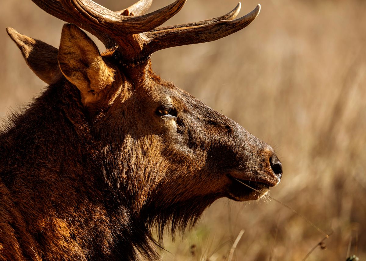 'Red Stag' Poster by Purple Haze | Displate