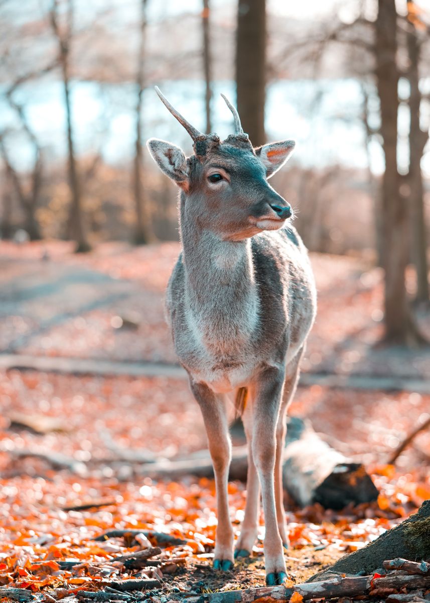 'deer autumn' Poster by Travel Travel | Displate
