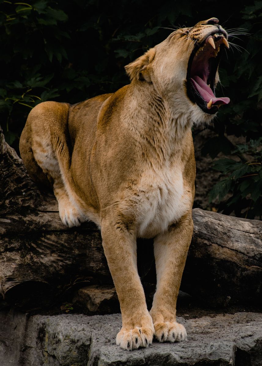 'Lion Roar King' Poster, picture, metal print, paint by Vic Fuentes ...